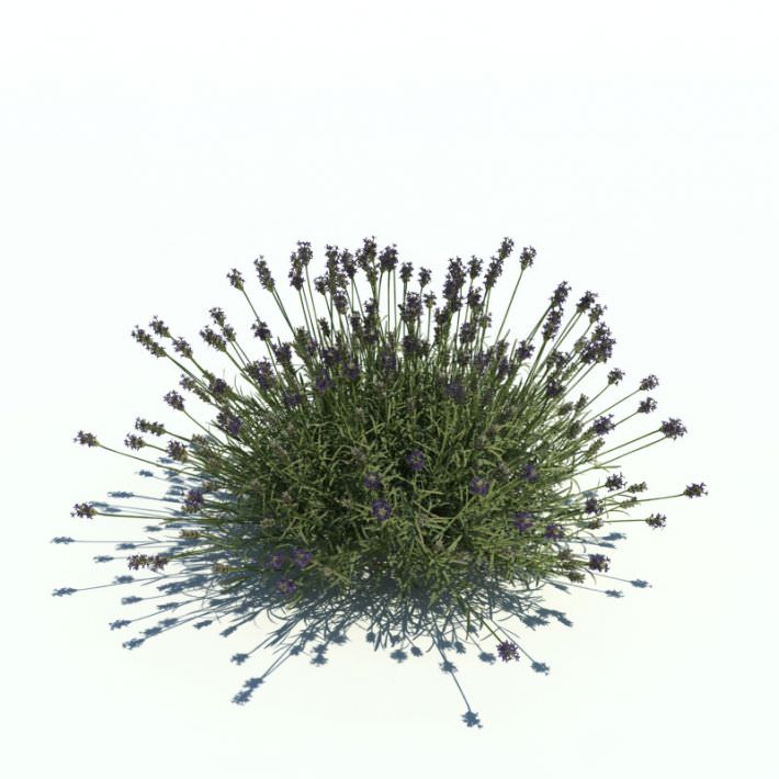 Lavender Plant 3D model | CGTrader