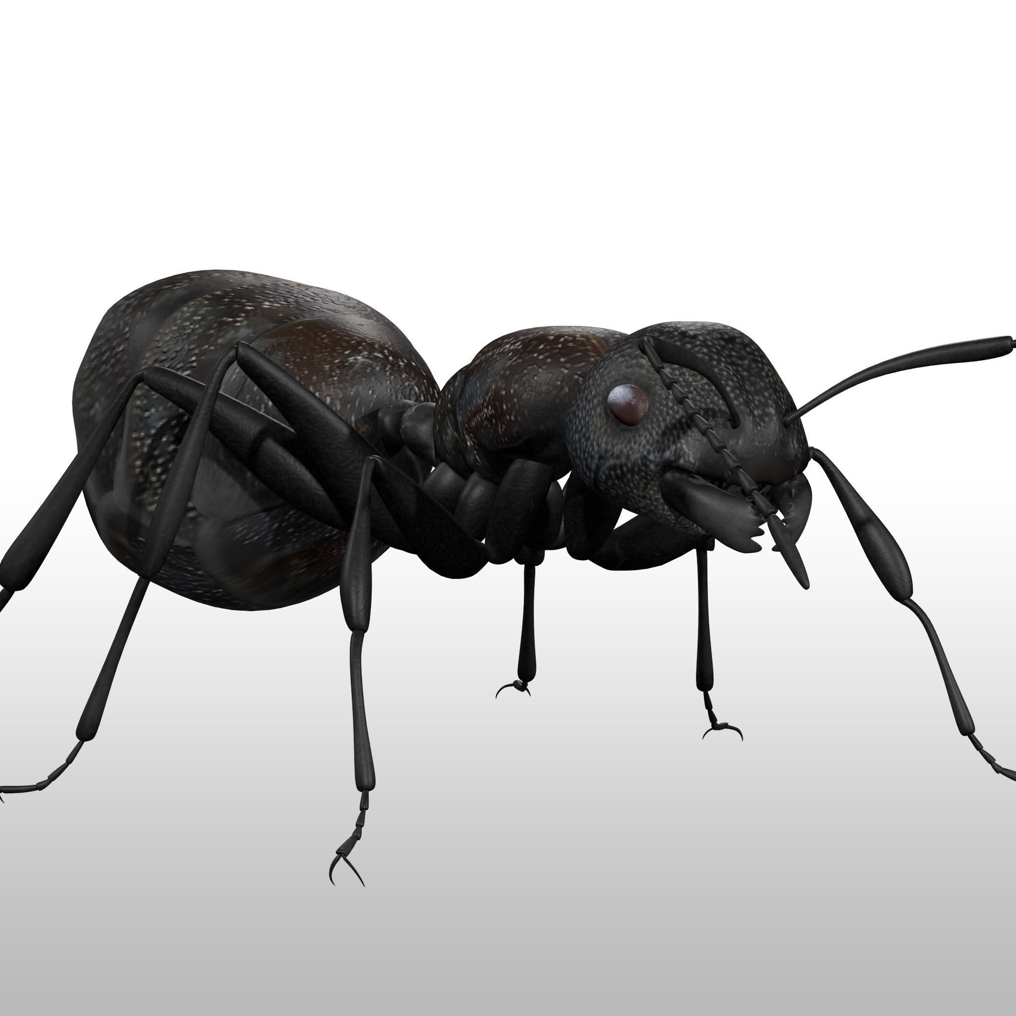 3D model Black Ant VR / AR / low-poly | CGTrader