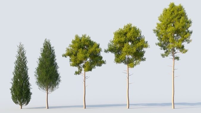 pinus pine tree 3D model | CGTrader