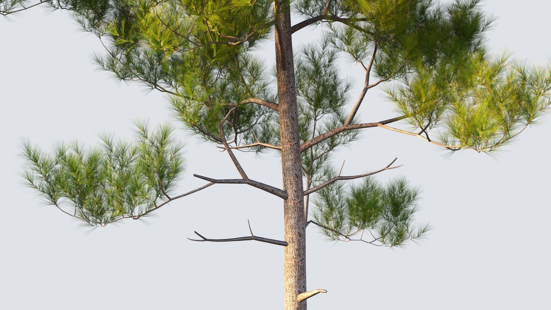 pinus pine tree 3D model | CGTrader