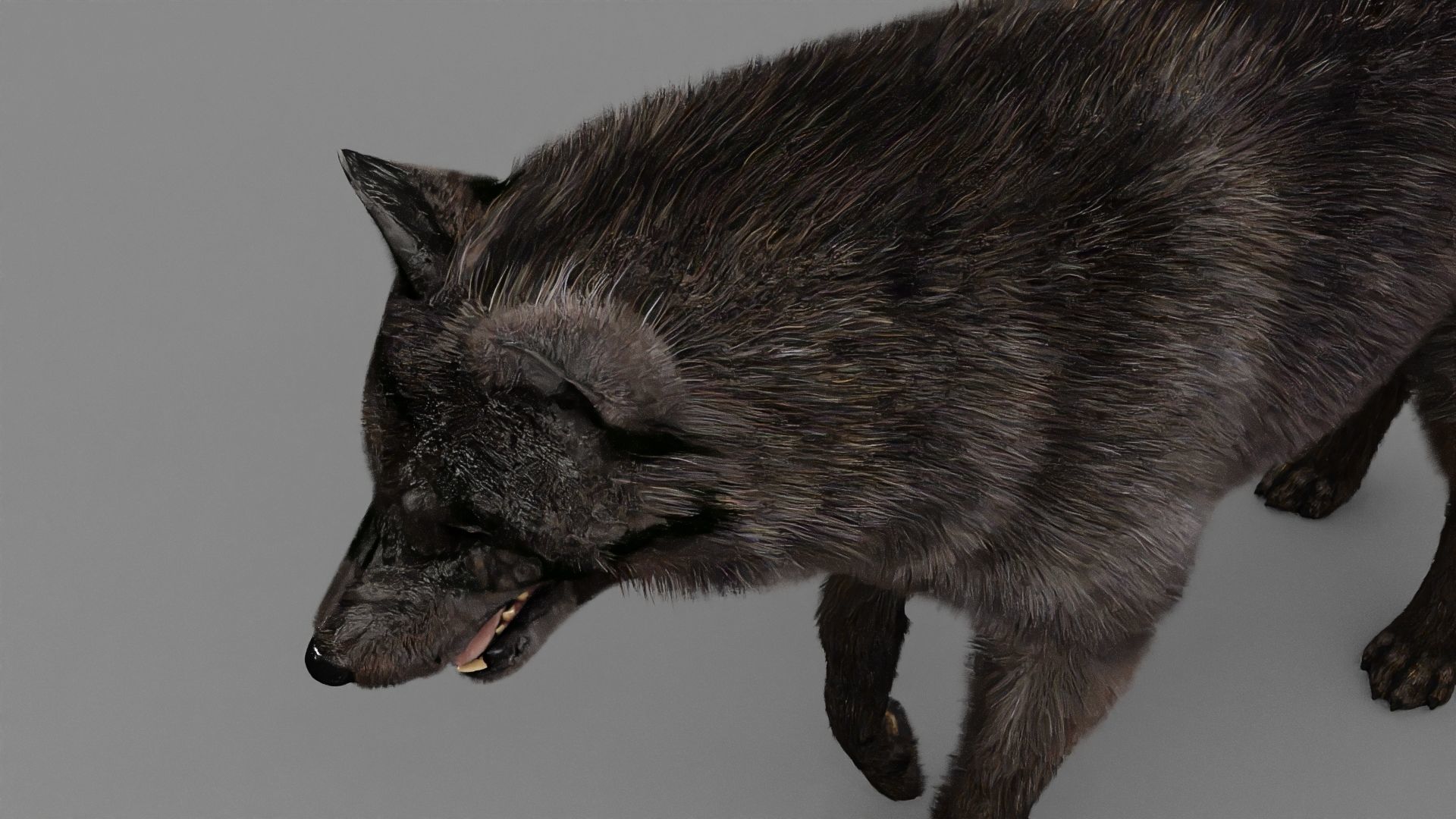 WOLF rigged character 3D model rigged | CGTrader
