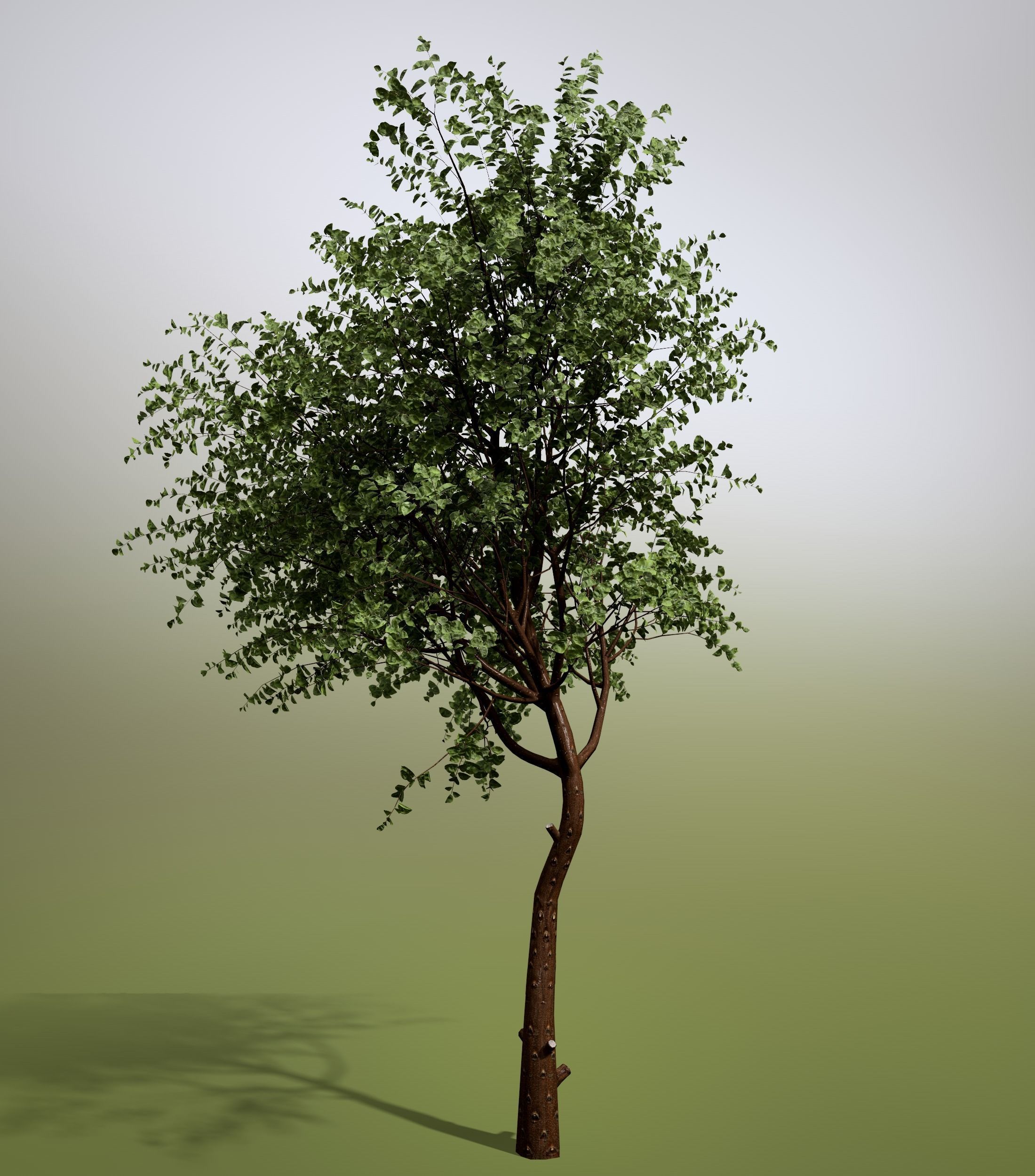 3D model Apple Fruit Tree Medium Poly 18 Different Tree 3D Models VR / AR / low-poly | CGTrader