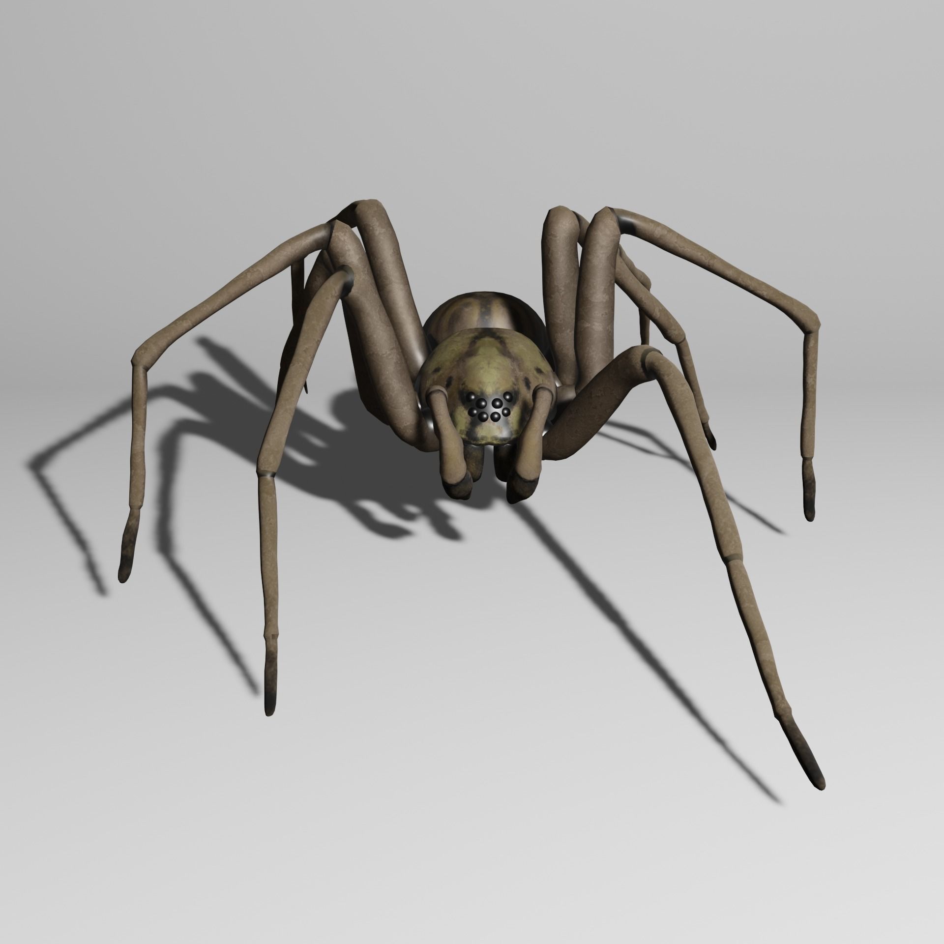 Spider with animations 3D model | CGTrader
