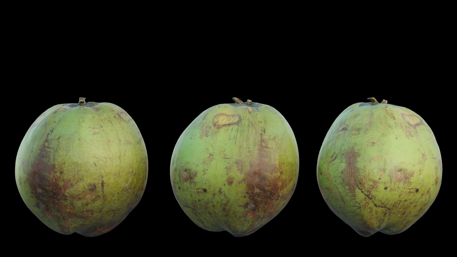 Coconut 3D model | CGTrader