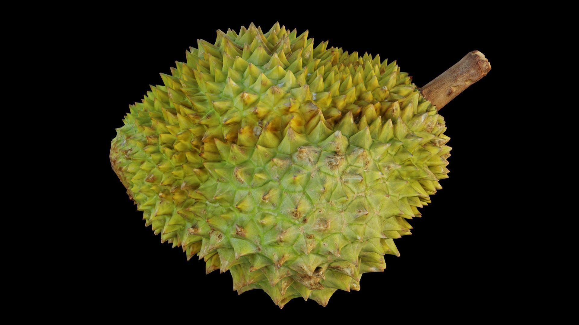 Durian 3D model | CGTrader