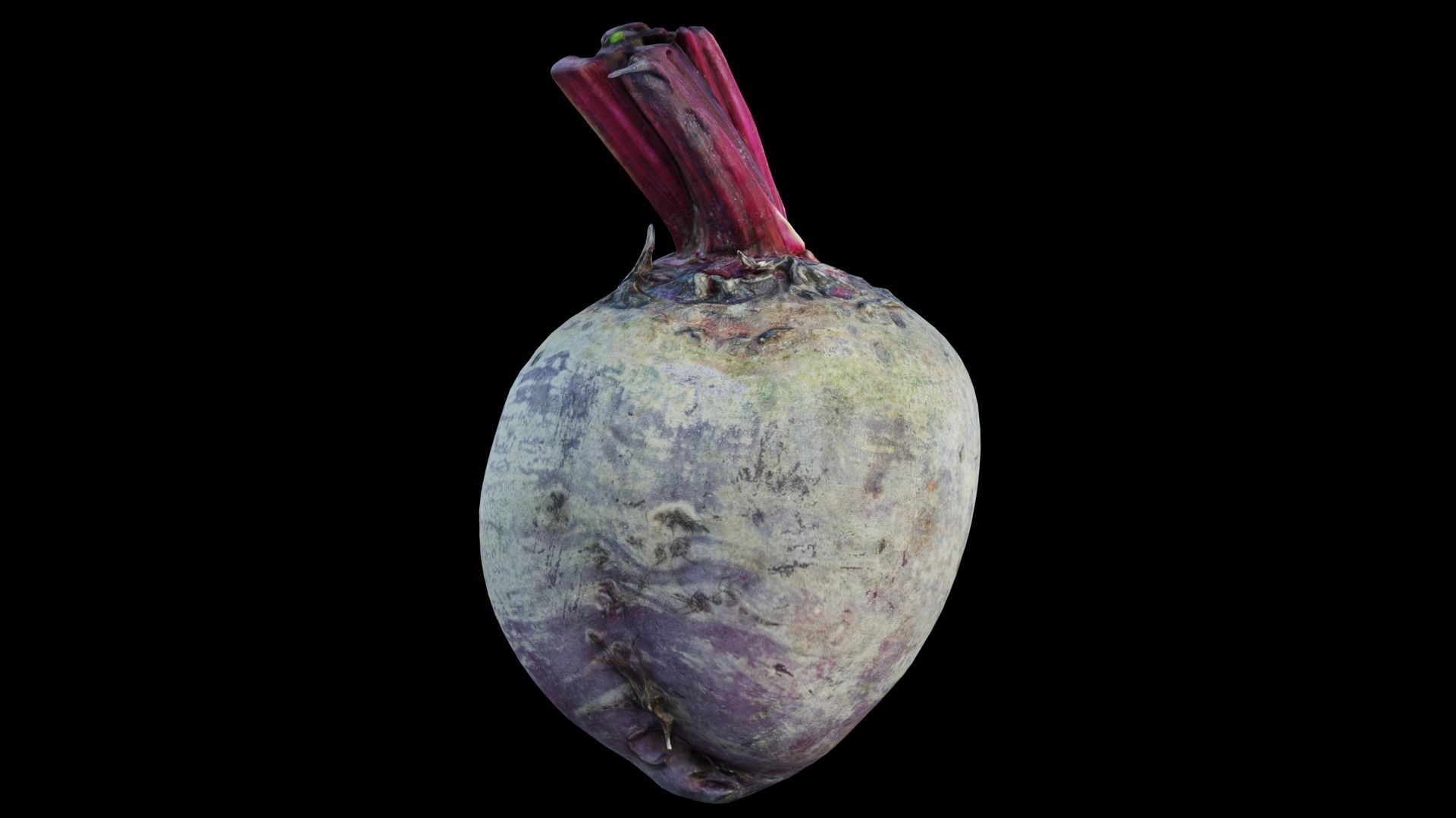 Beetroot beet 3D model | CGTrader