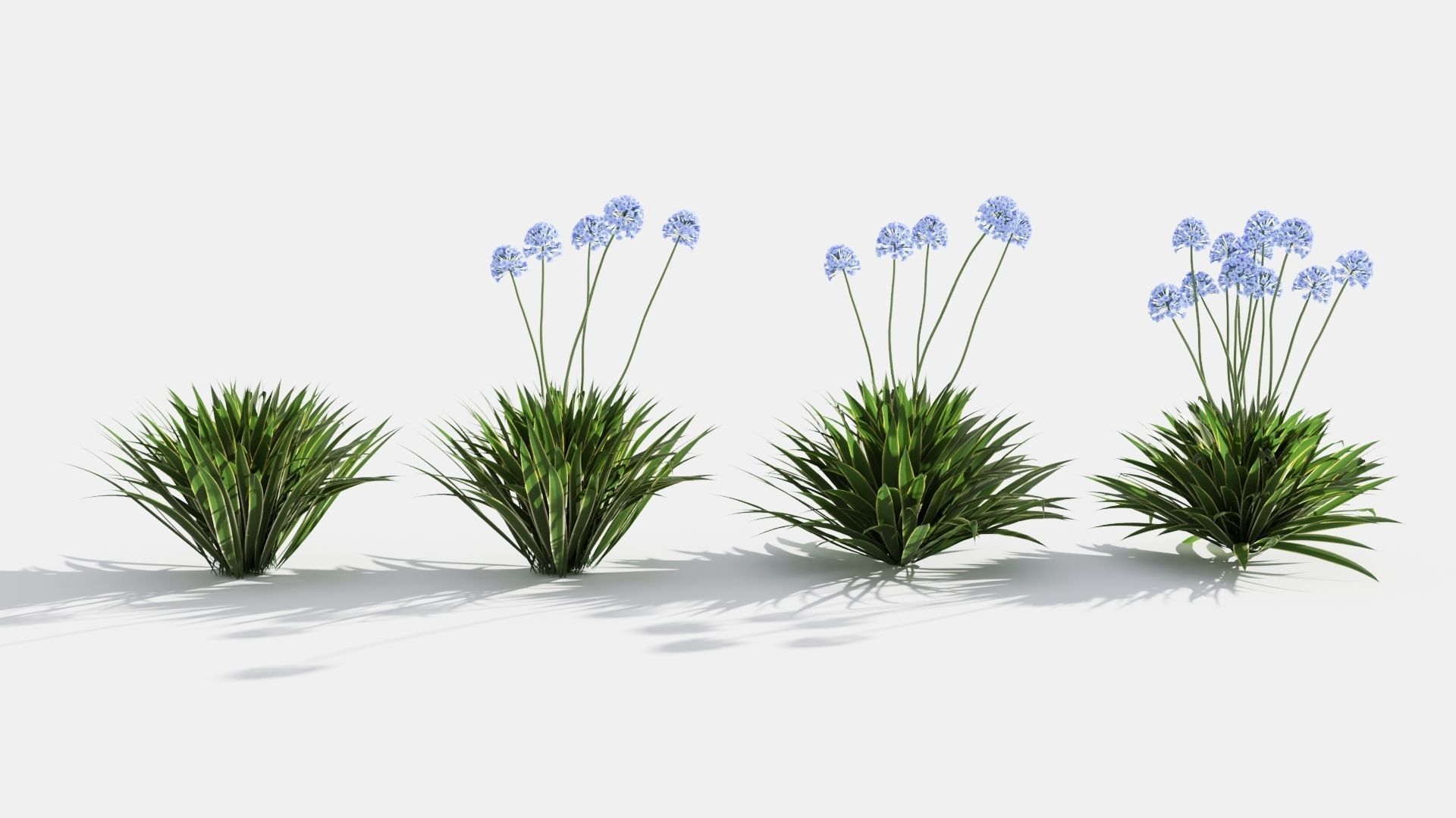 Agapanthus hyacinths in row 3D model | CGTrader