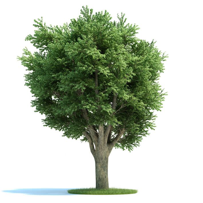 Ulmus Campestris Green Tree 3D model | CGTrader