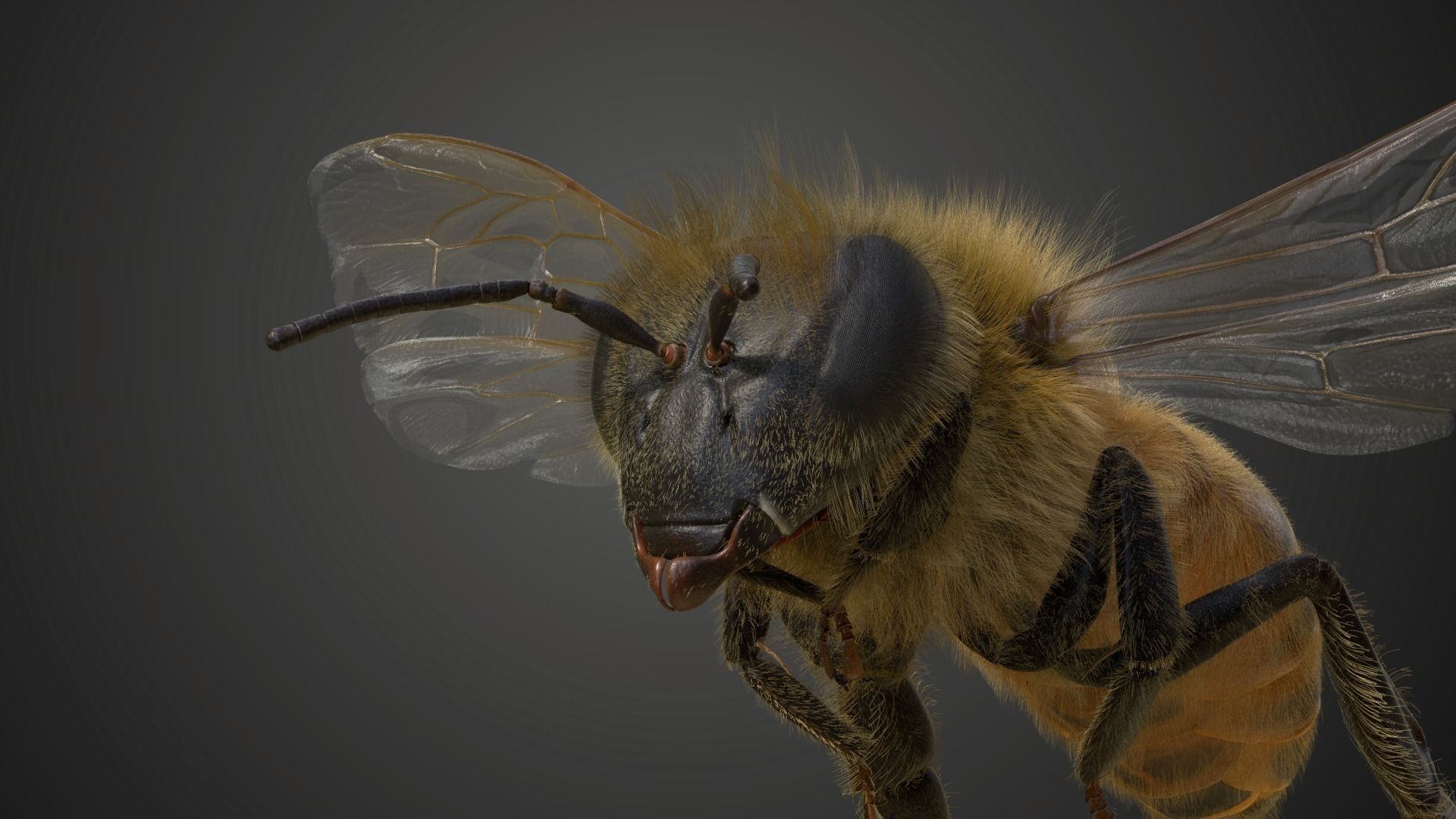 Honey bee Animated VFX Grace 3D model animated rigged | CGTrader