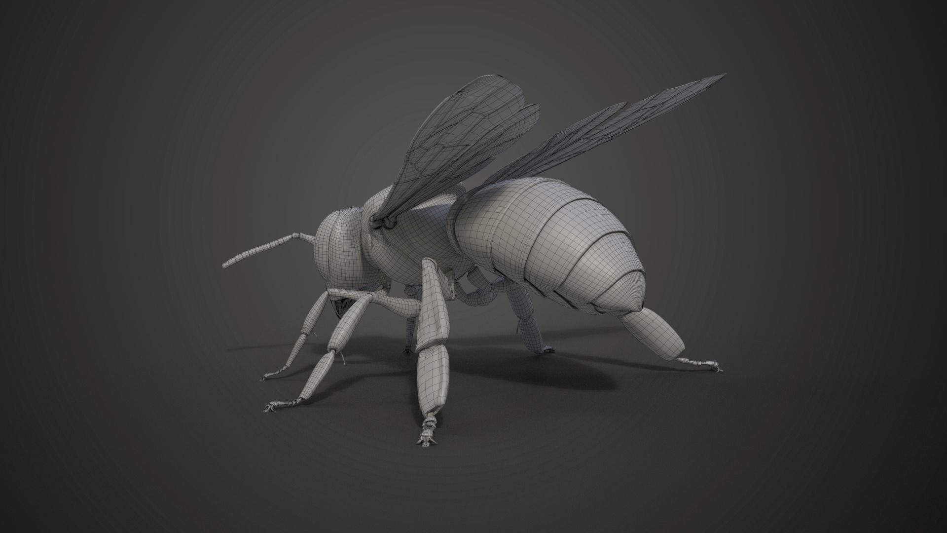Honey bee Animated VFX Grace 3D model animated rigged | CGTrader