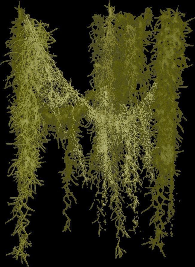 moss plant for game free 3D model | CGTrader