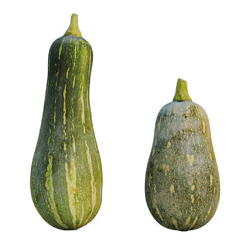 Squash Barbara Butternut 3D model | CGTrader