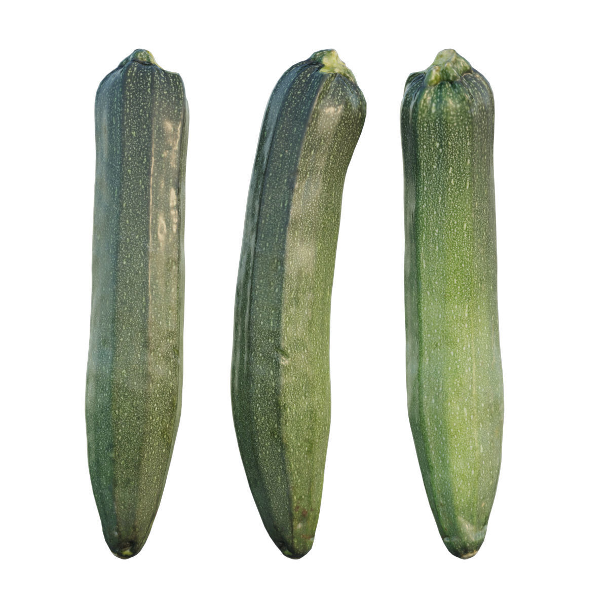 Large Courgette 3D model | CGTrader