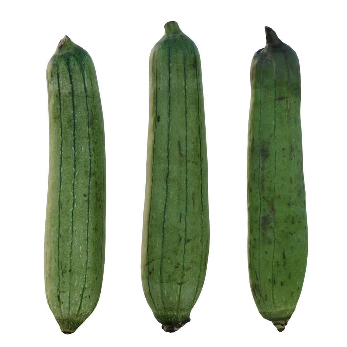 Sponge Gourd 3D model | CGTrader