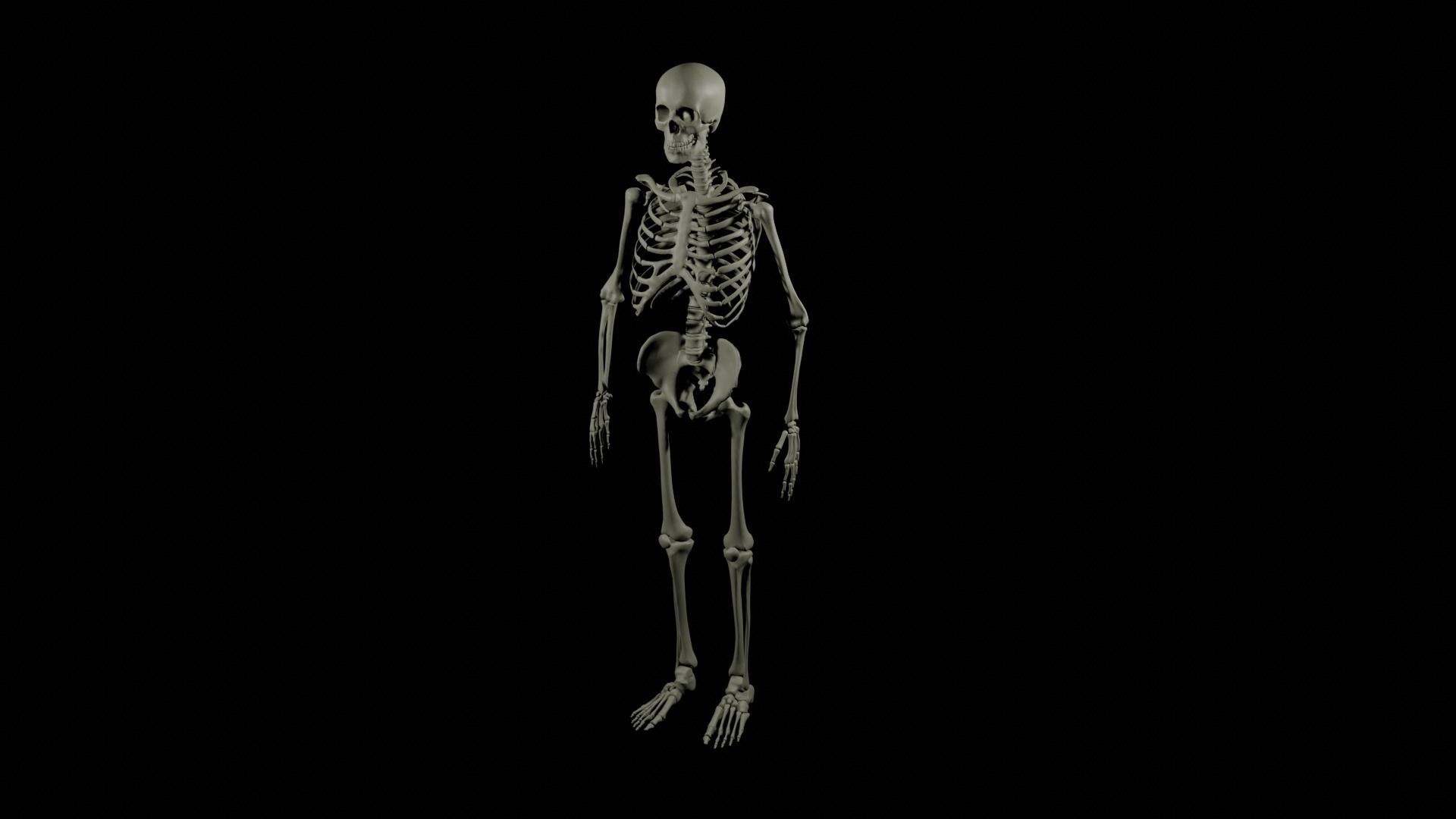 skeleton human free 3D model | CGTrader