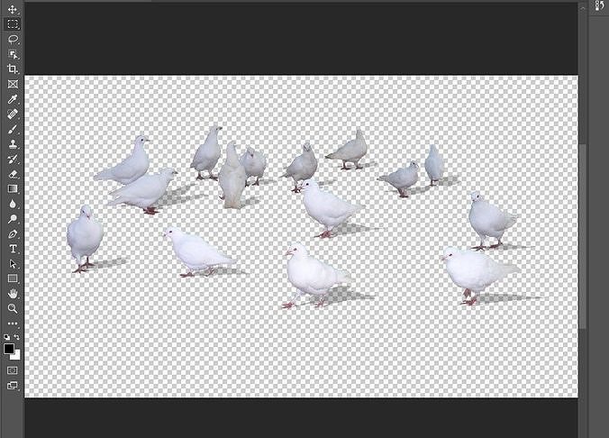 pigeon ps texture 3D model | CGTrader