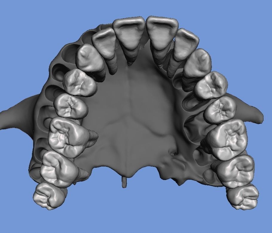D006 Real human maxillary jaw anatomy with teeth 3D print model 3D ...