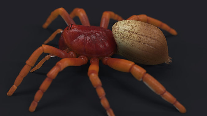 Spider stl 3D model 3D printable | CGTrader