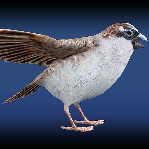 3D model Sparrow Rig VR / AR / low-poly | CGTrader