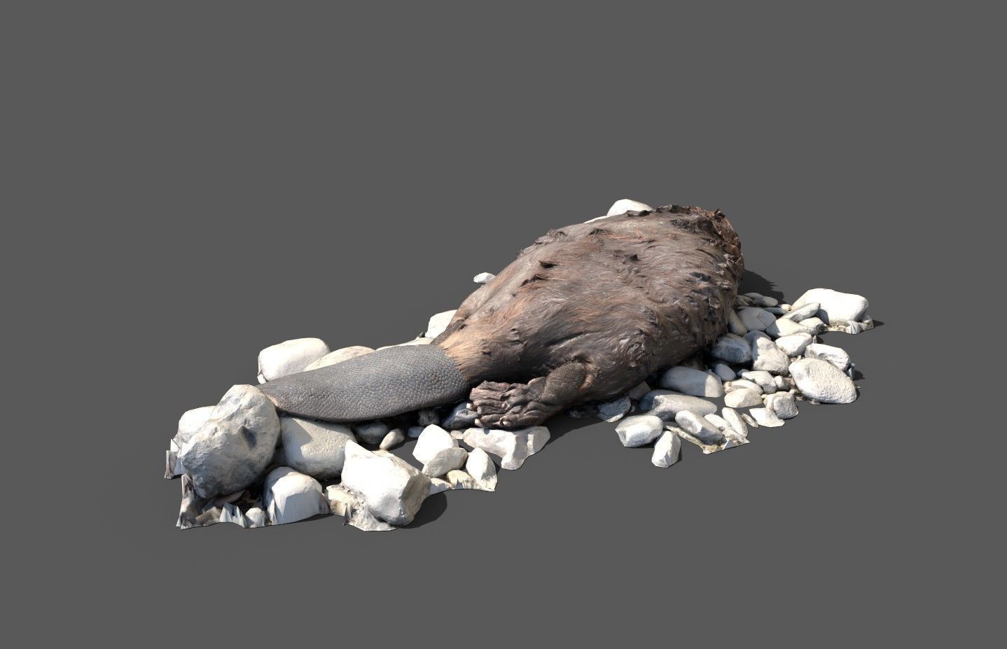 3D model Dead beaver on river bank VR / AR / low-poly | CGTrader