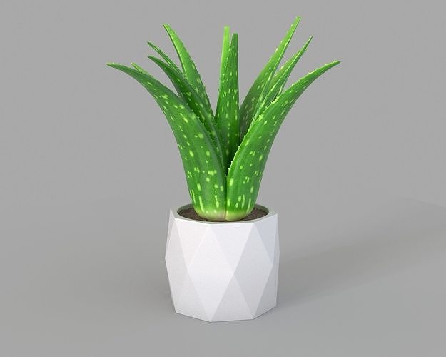 Aloe Vera 3D model | CGTrader