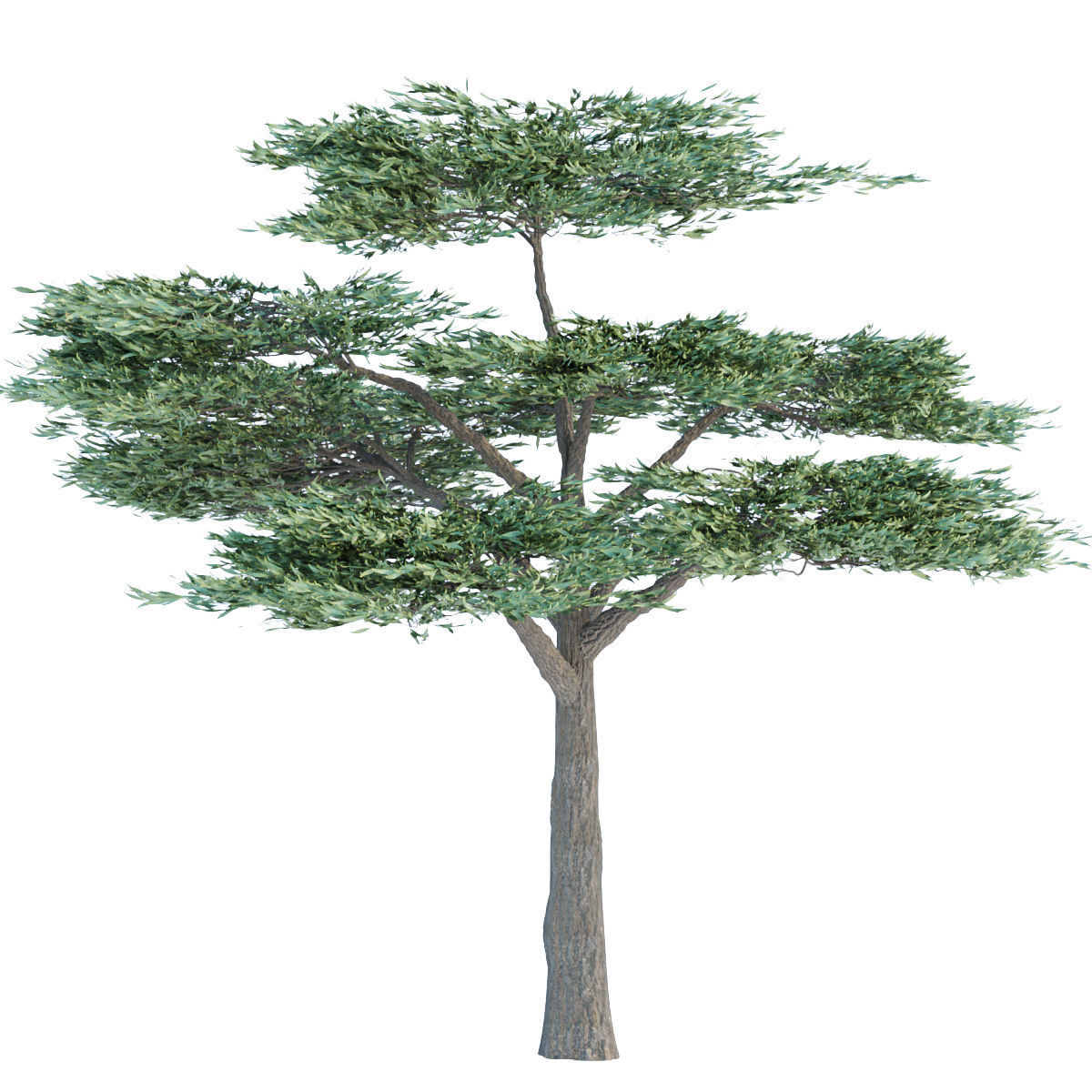 Acacia trees vol 87 3D model | CGTrader