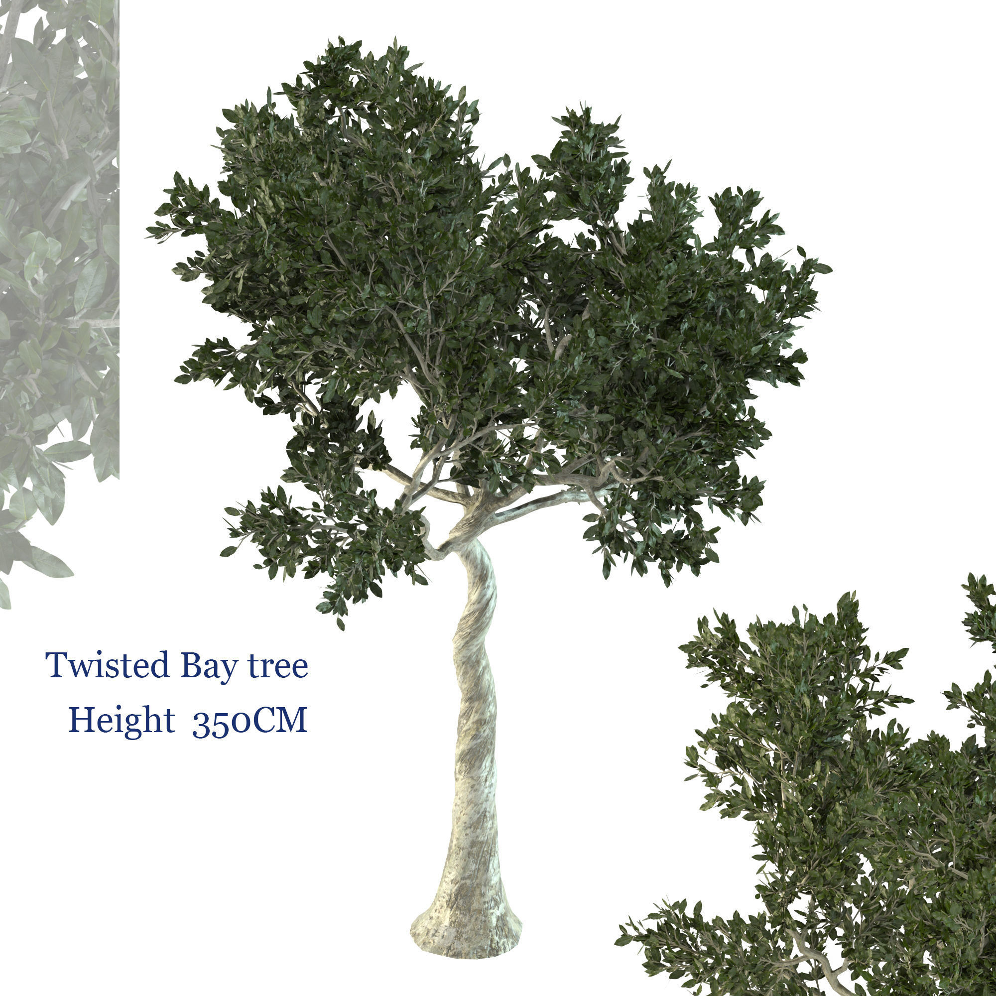 Twisted Bay tree free 3D model | CGTrader