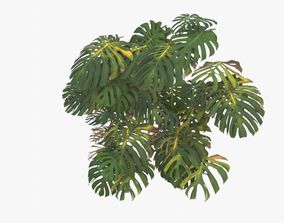 Animated Monstera 3D Models | CGTrader