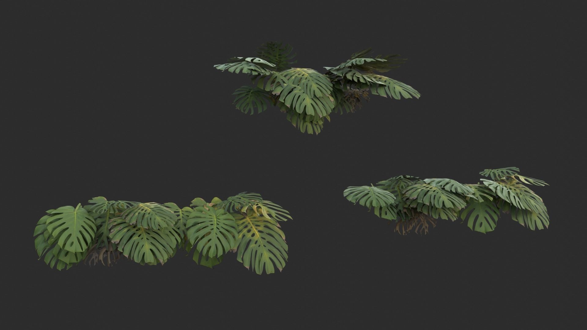 3D model Monstera Plant Set VR / AR / low-poly animated | CGTrader