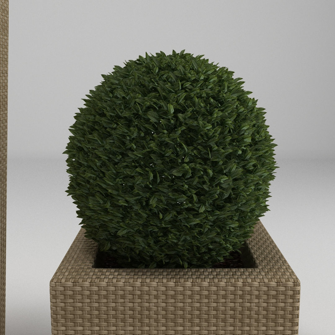 Box Scrub Bush 3D model | CGTrader