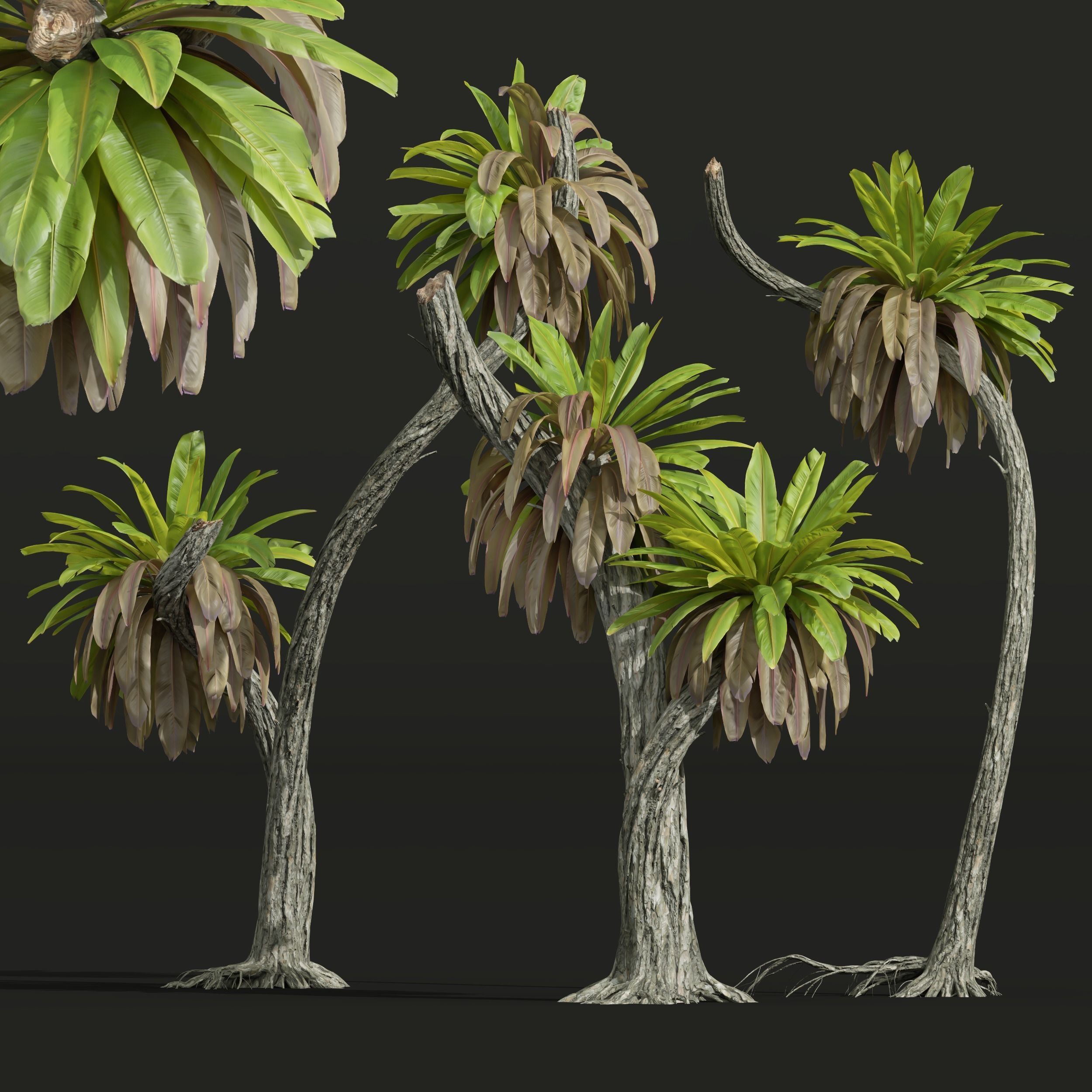 New Plant High detail Neottopteris Nidus 3D model | CGTrader