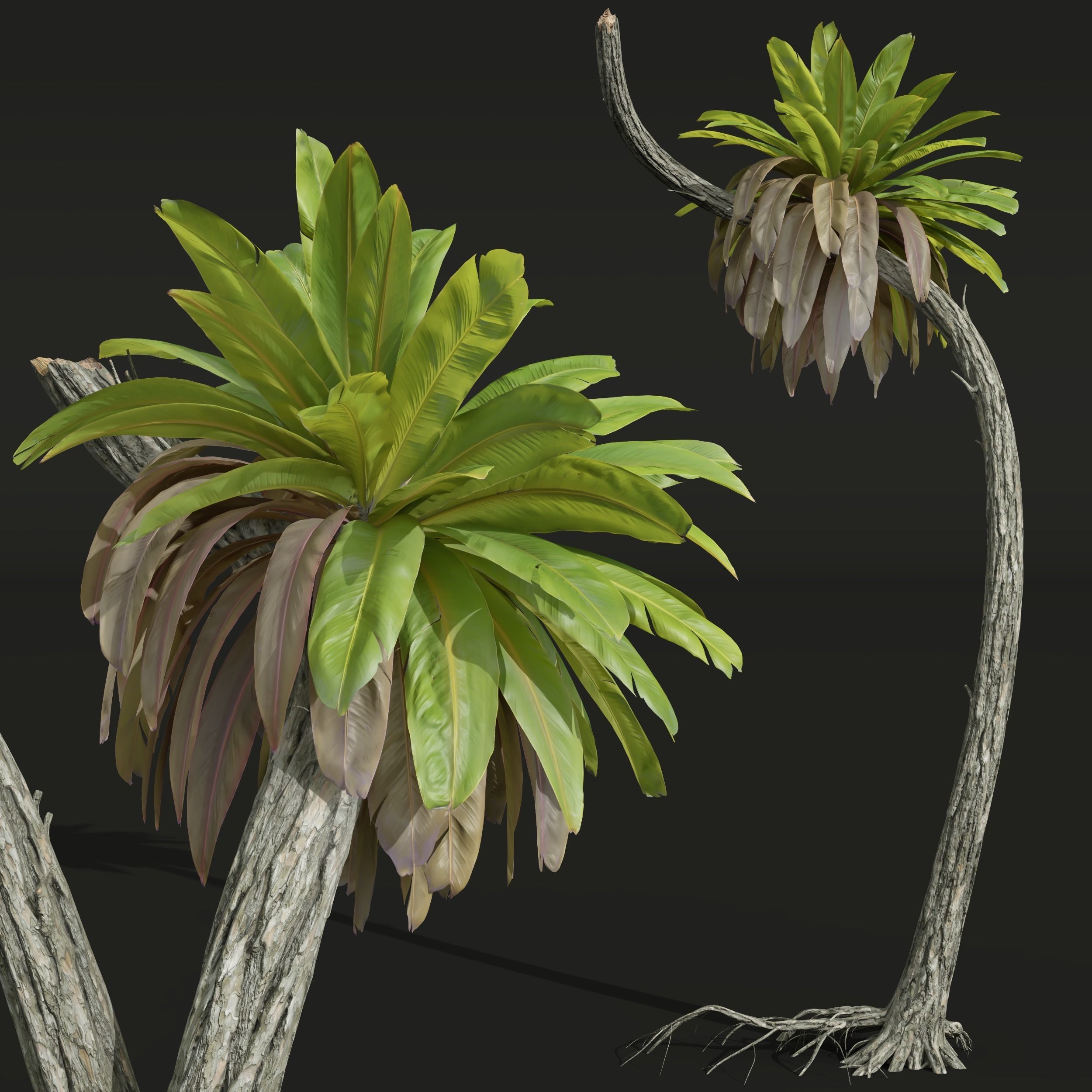 New Plant High detail Neottopteris Nidus 3D model | CGTrader