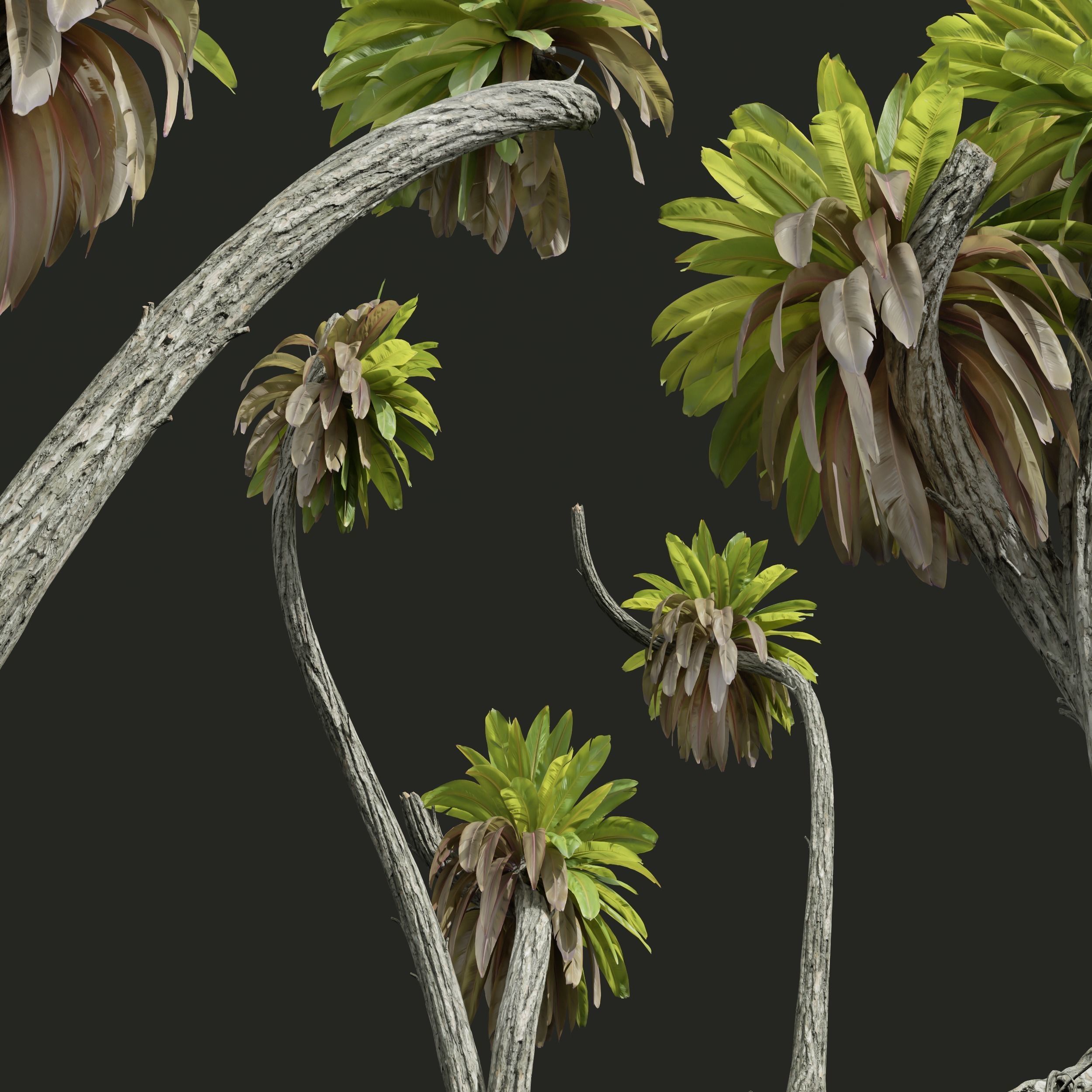 New Plant High detail Neottopteris Nidus 3D model | CGTrader
