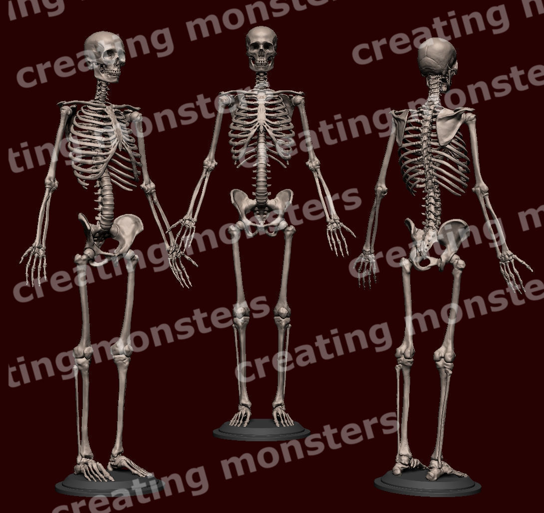 human skeleton STL 3D model 3D printable | CGTrader
