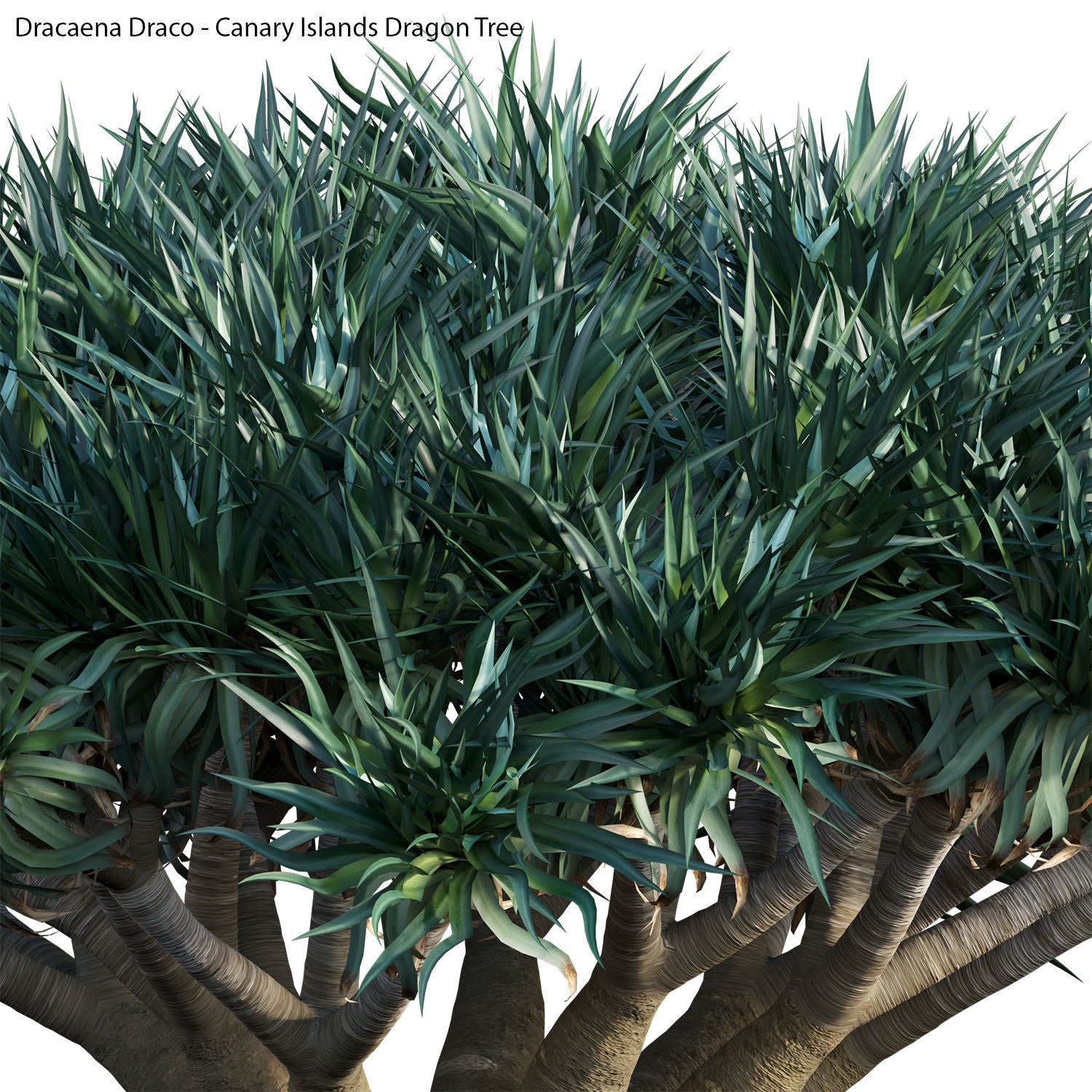 Dracaena draco 04 3D model | CGTrader