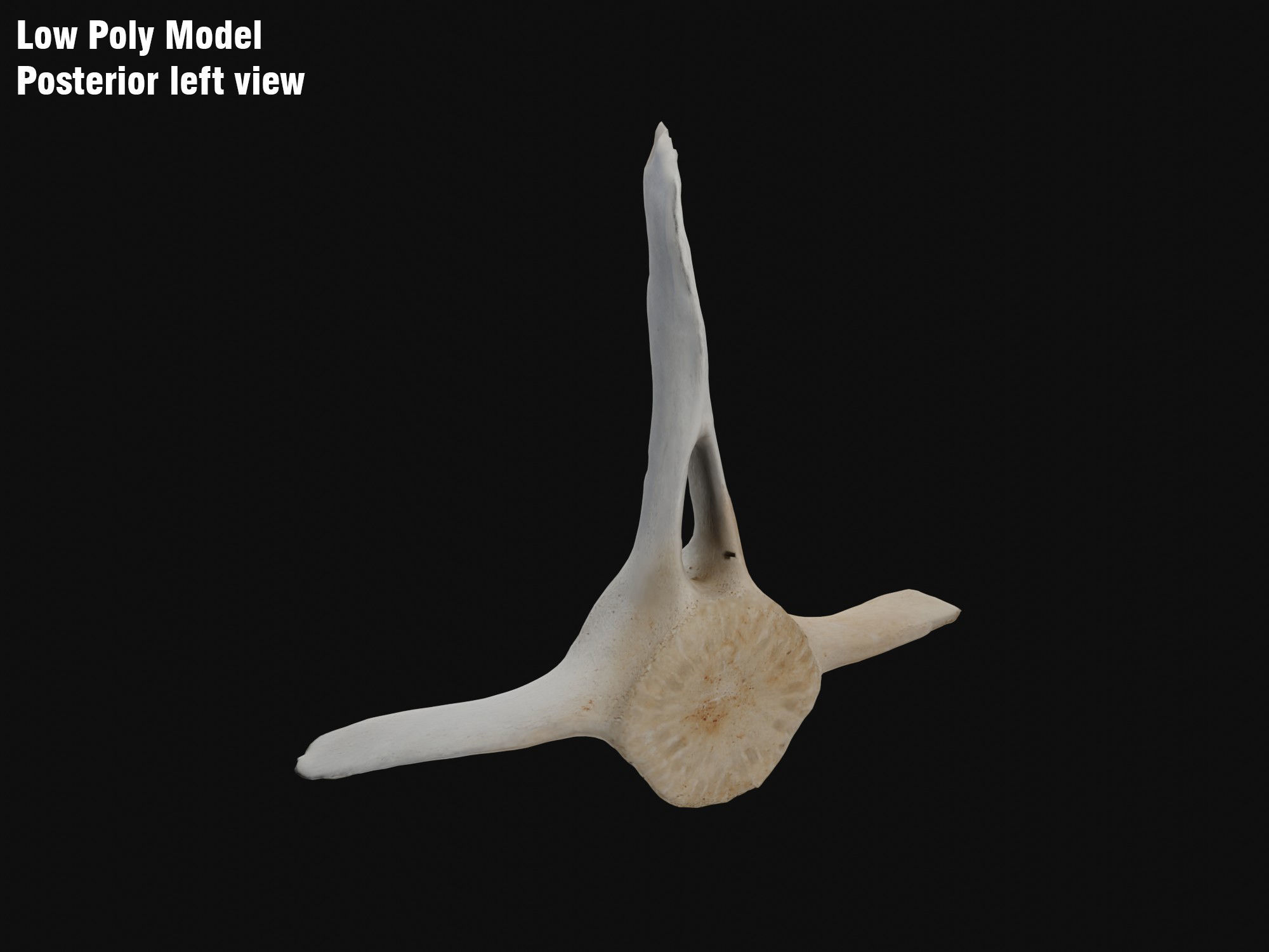 3D model Dolphin vertebra Low-poly 3D model VR / AR / low-poly | CGTrader
