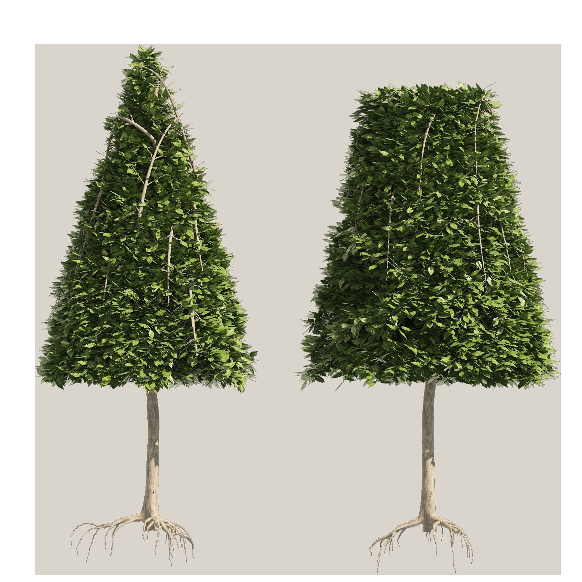 2 Cone topiary tree shape black gum tree 3D model | CGTrader
