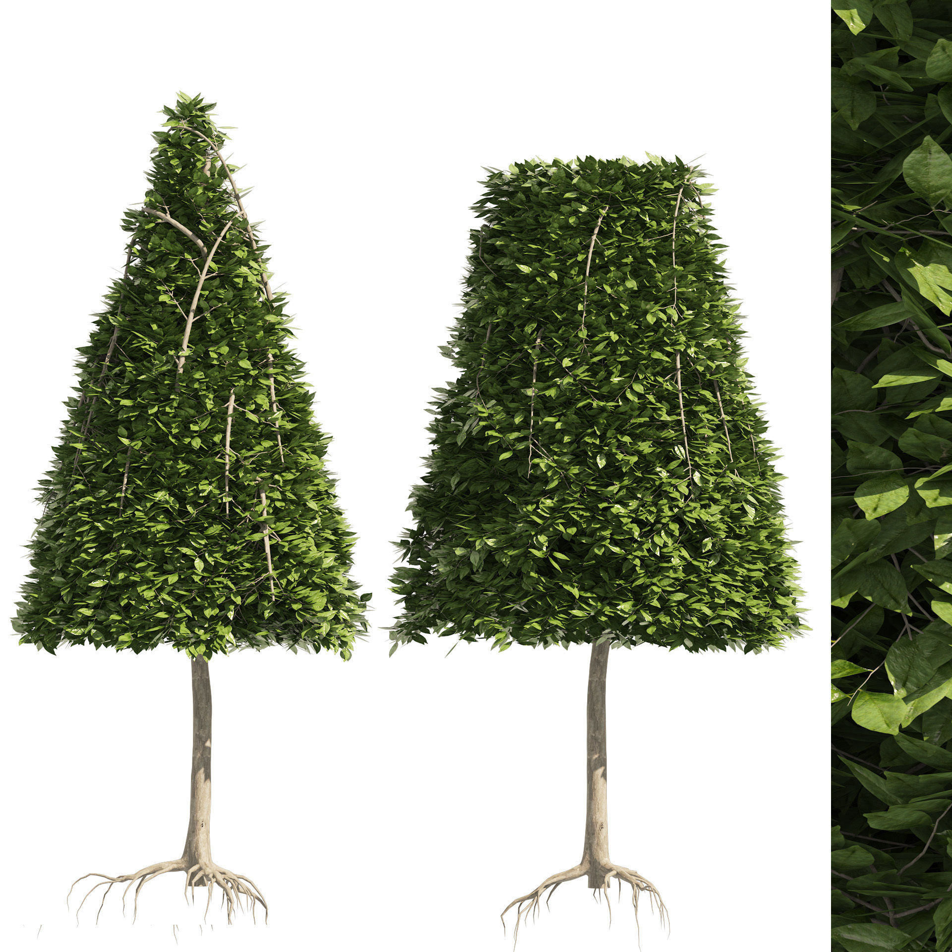 2 Cone topiary tree shape black gum tree 3D model | CGTrader