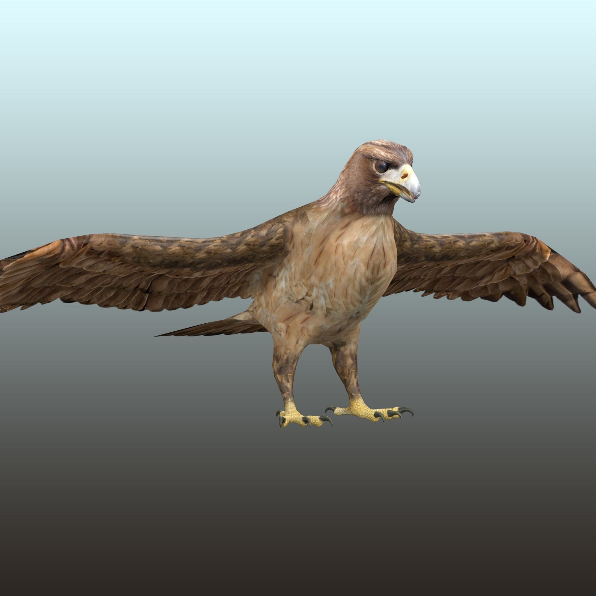 3D model Golden Eagle VR / AR / low-poly | CGTrader