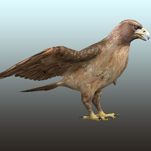 3D model Golden Eagle VR / AR / low-poly | CGTrader