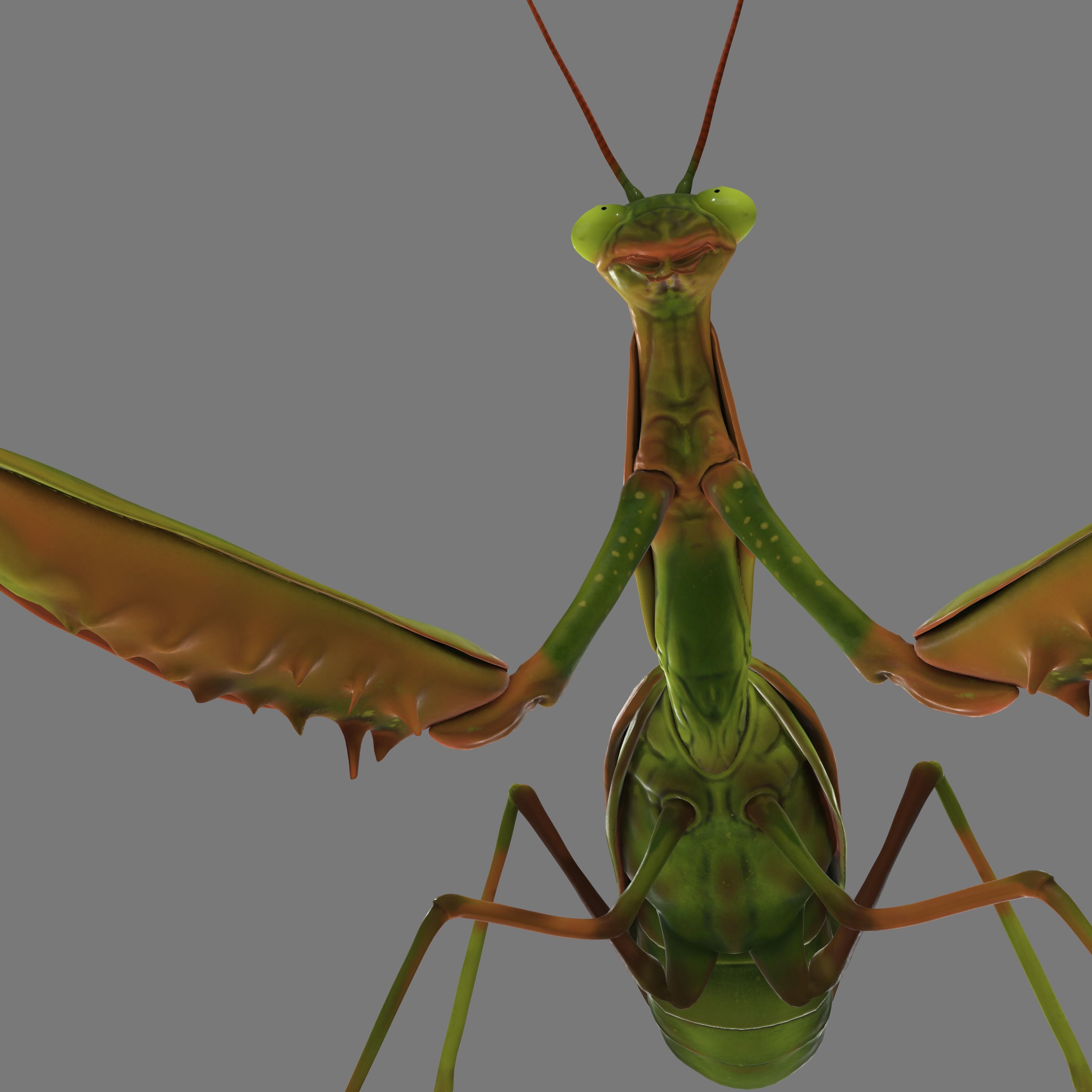 praying mantis 3D model | CGTrader