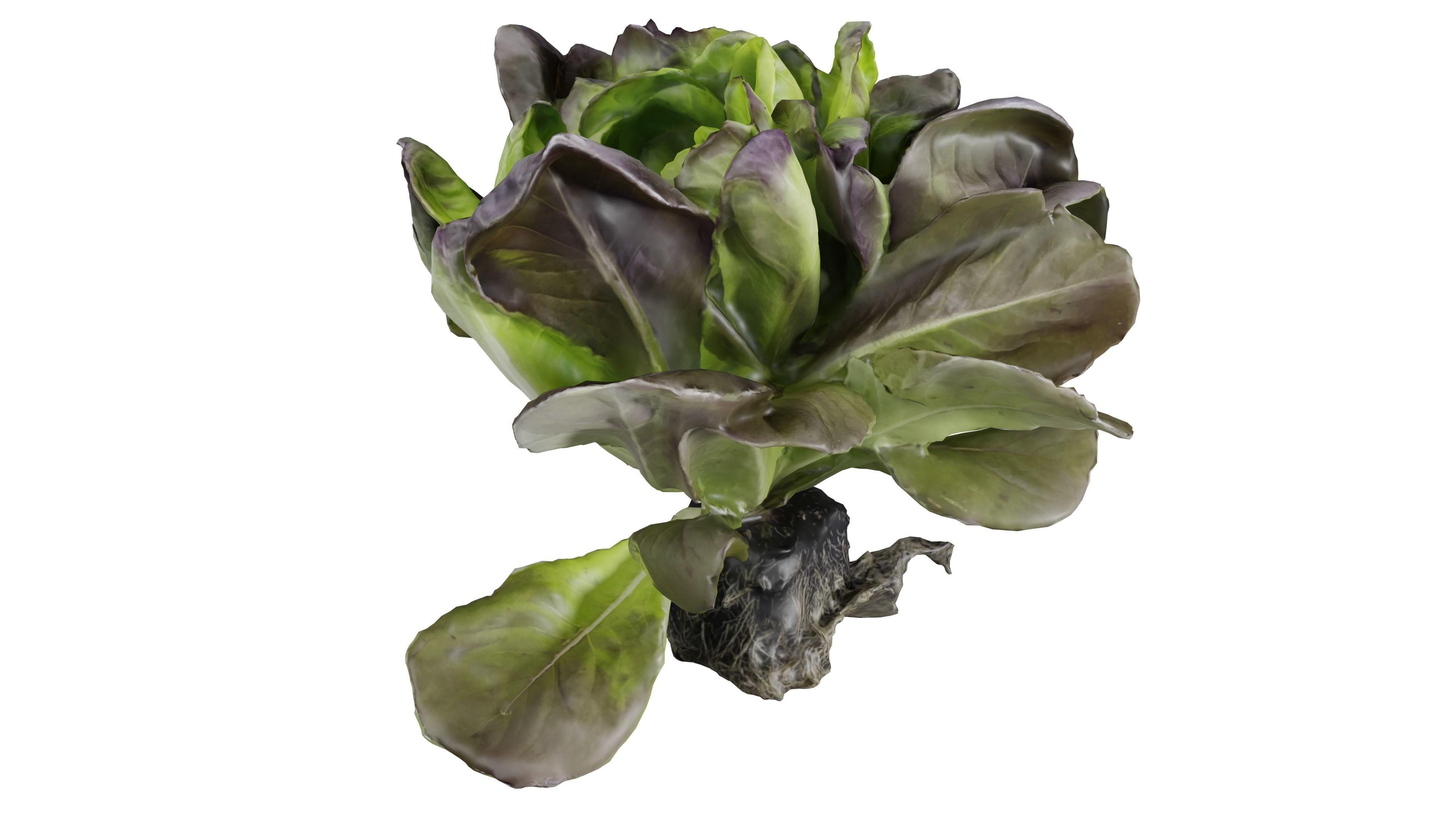 Vegetable free 3D model | CGTrader