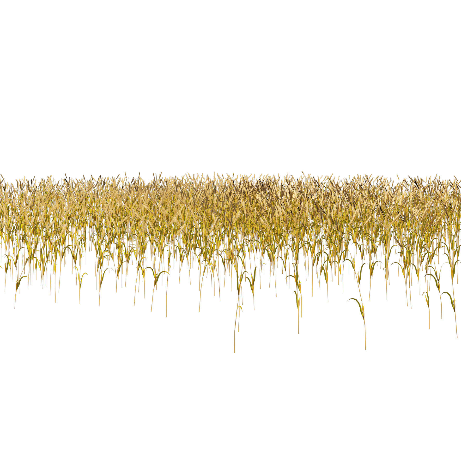 3D model Golden wheat field VR / AR / low-poly | CGTrader