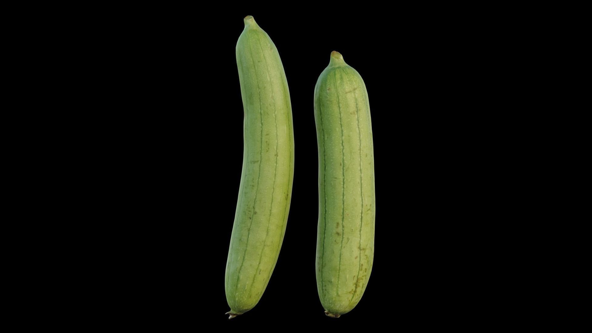 Sponge Gourd 02 3D model | CGTrader