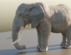 Elephant 3D Models | CGTrader