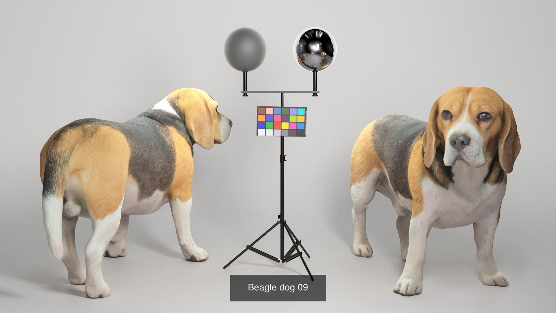 Pets 01 3D Model Collection | CGTrader
