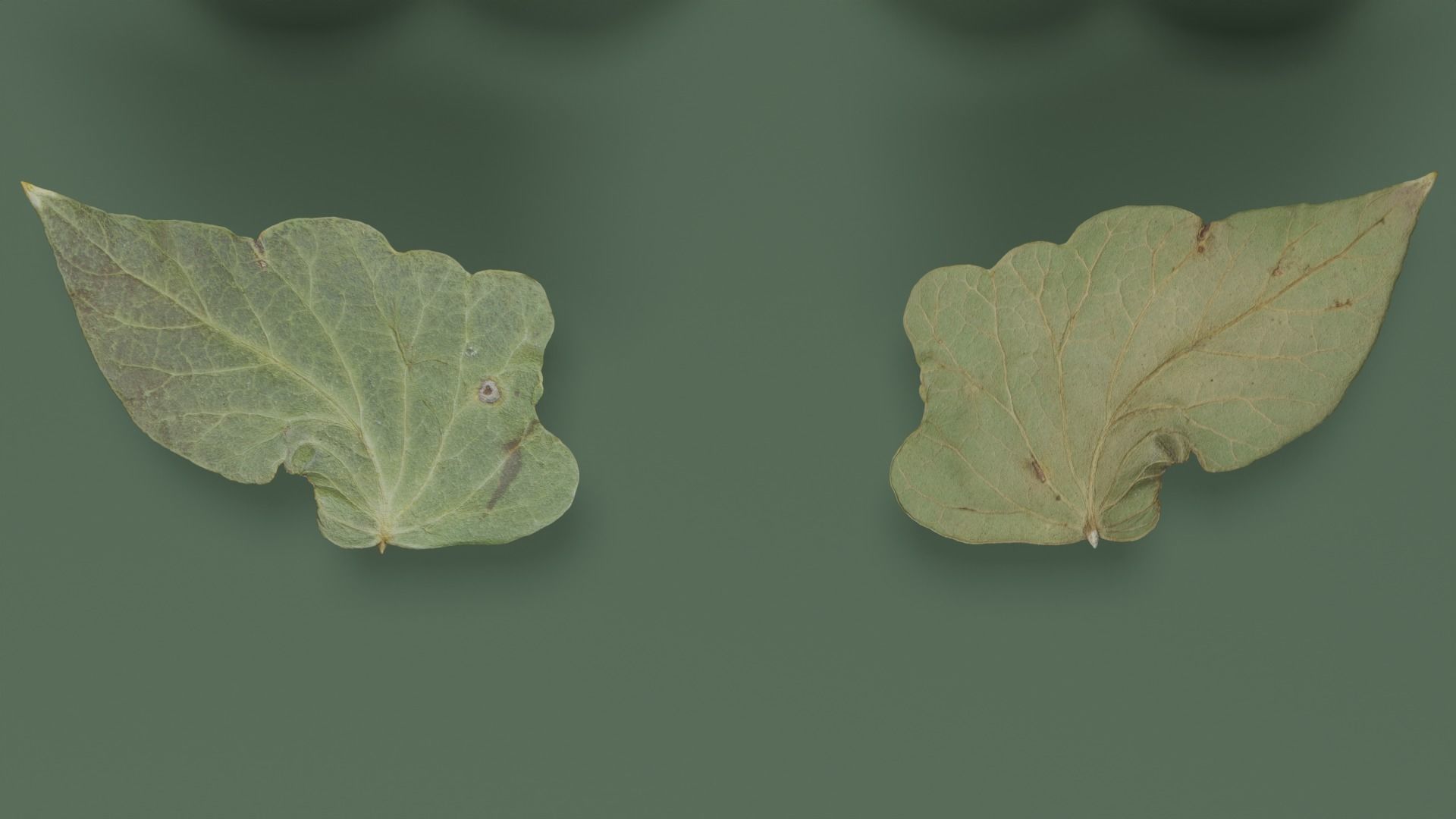 3D model Dry Ivy Leaves Photorealistic VR / AR / low-poly | CGTrader