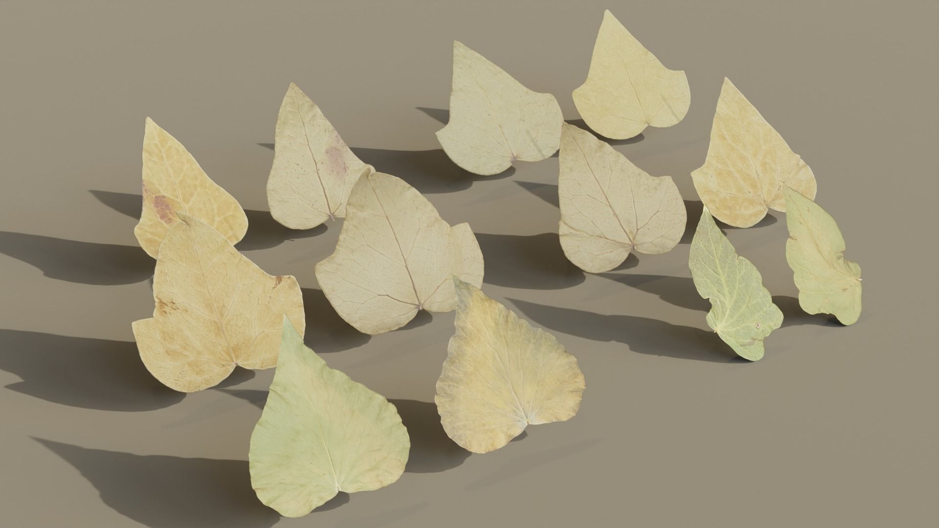 3D model Dry Ivy Leaves Photorealistic VR / AR / low-poly | CGTrader