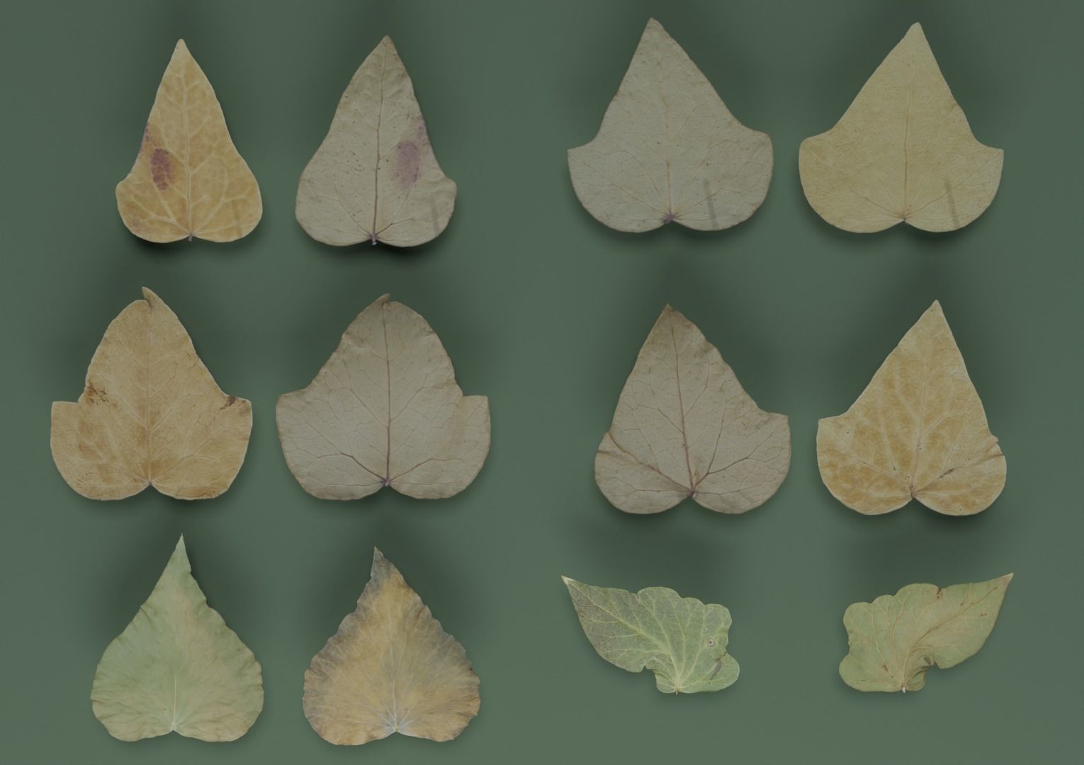 3D model Dry Ivy Leaves Photorealistic VR / AR / low-poly | CGTrader