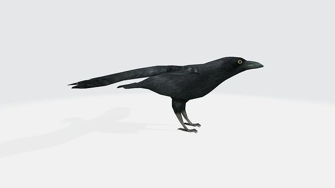 crow 3d 3D model | CGTrader